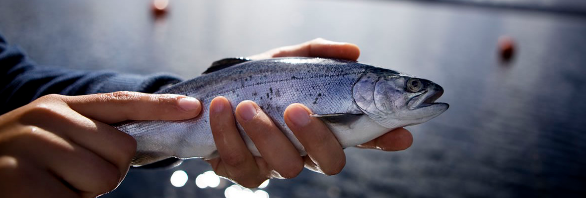Conoce a Australis Seafoods - Sostenible Hoy