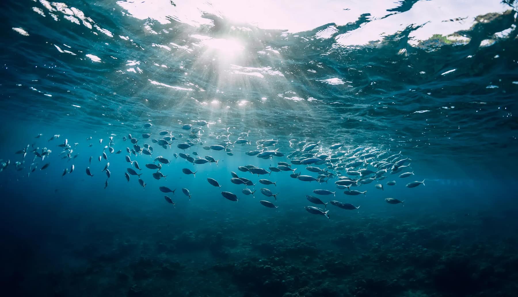 Los cinco desafíos ‘clave’ sobre el medio ambiente y en definitiva del ...
