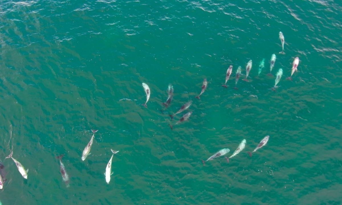 Captan hermoso espectáculo de delfines en Curiñanco - Sostenible Hoy